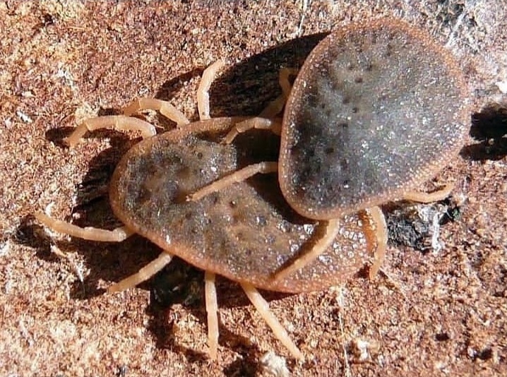 آرگاس ایرانی، کنه مخوف انگل مرغی | مجله ظرافت